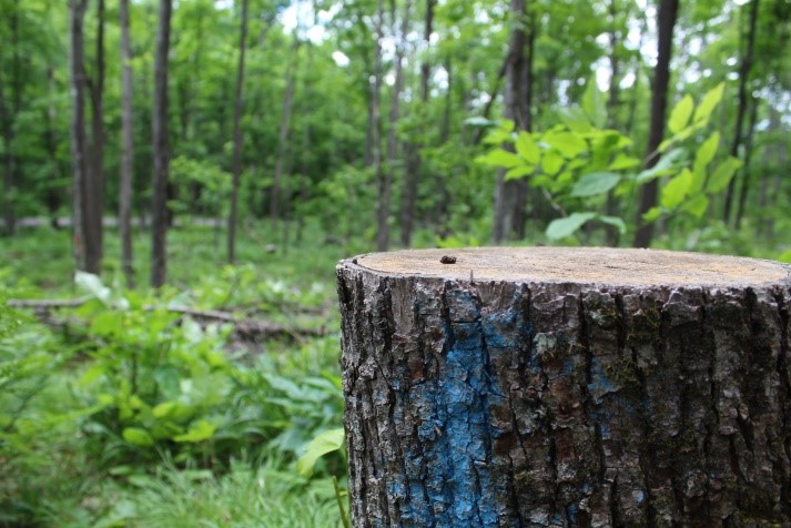 Timber Targets Have Environmental Consequences | ELPC