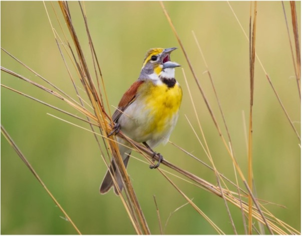 Protecting Midwest Wildlife Refuges | ELPC