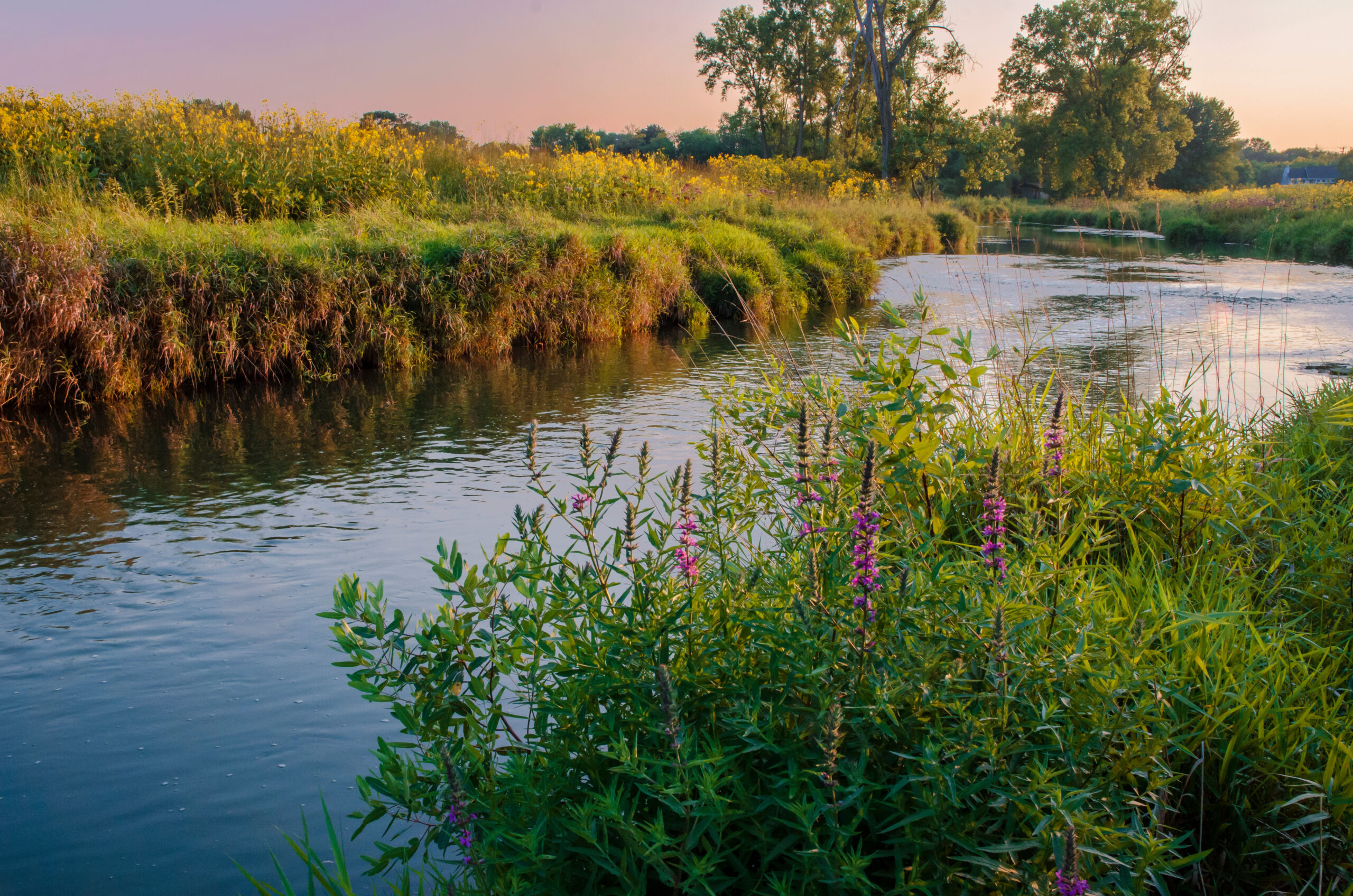 5 Reasons Illinois Must Act Now to Protect Wetlands | ELPC
